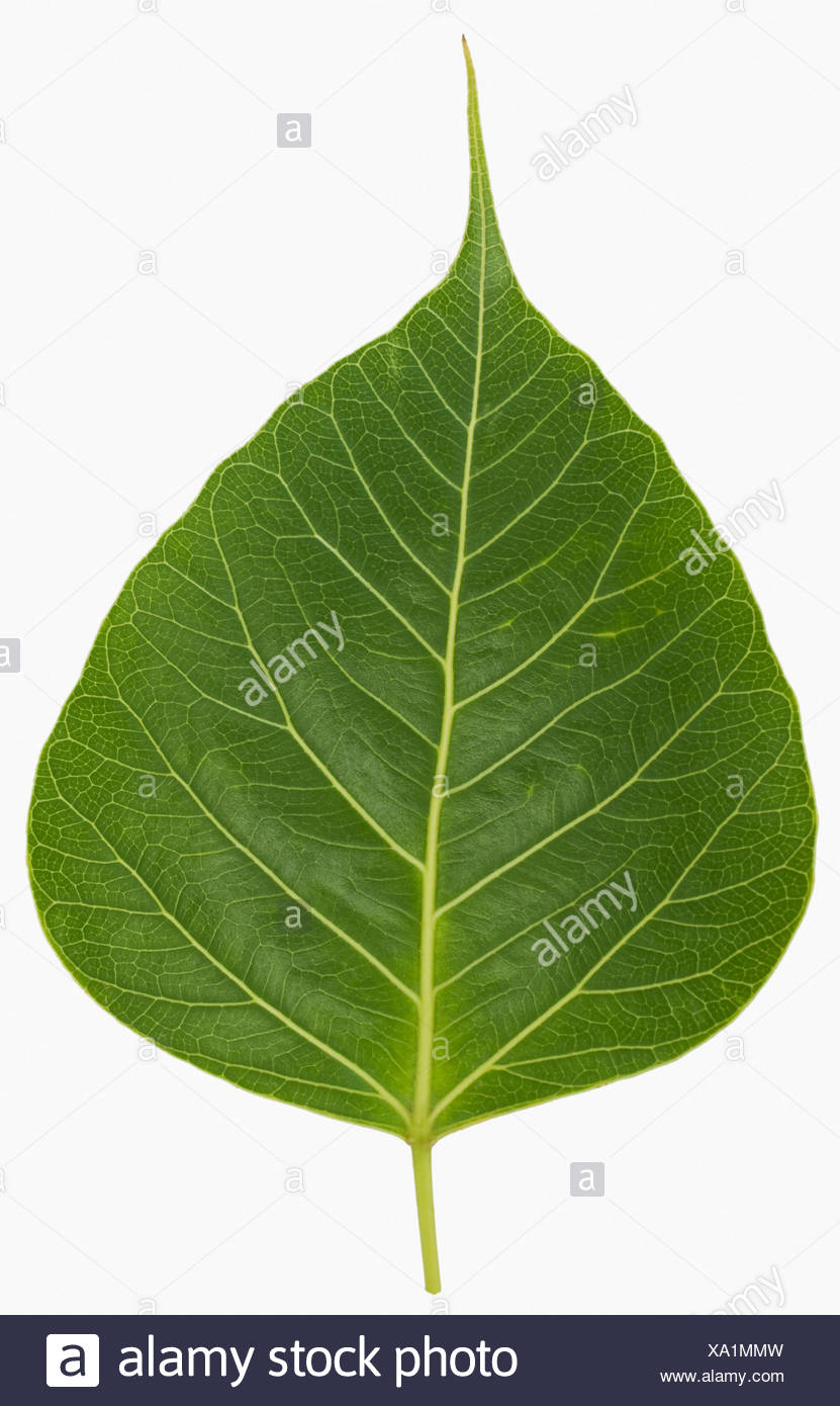 Pipal Leaf Stock Photos & Pipal Leaf Stock Images - Alamy