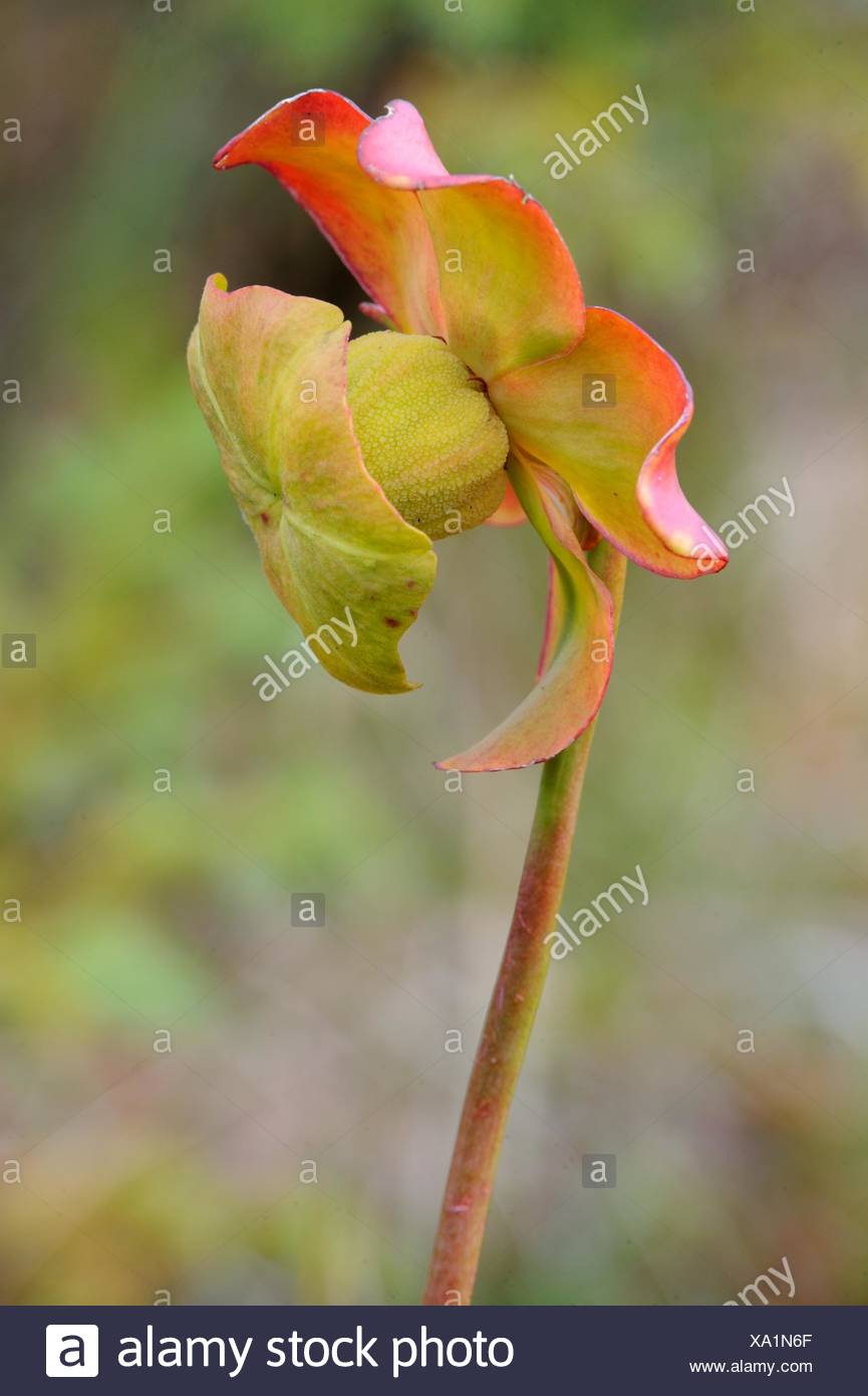 Pitcher Plant Sarracenia Purpurea High Resolution Stock Photography and ...