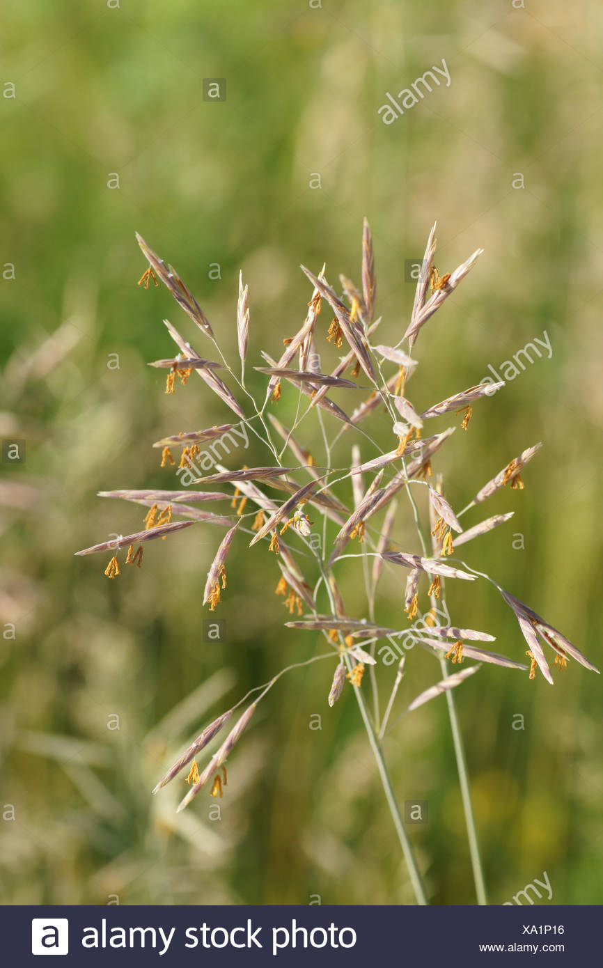 Brome Grass High Resolution Stock Photography and Images - Alamy