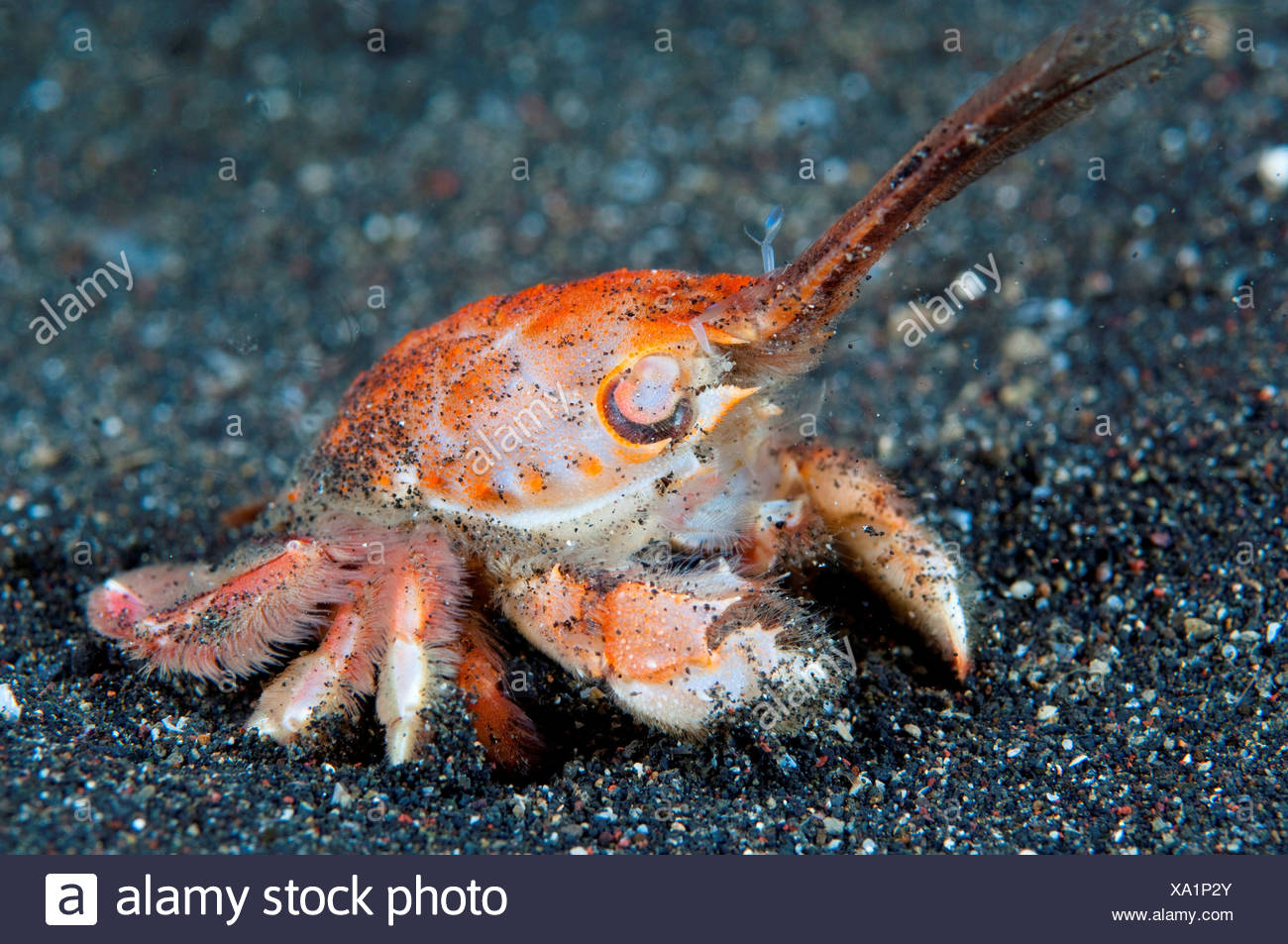 Mole Crab High Resolution Stock Photography and Images - Alamy