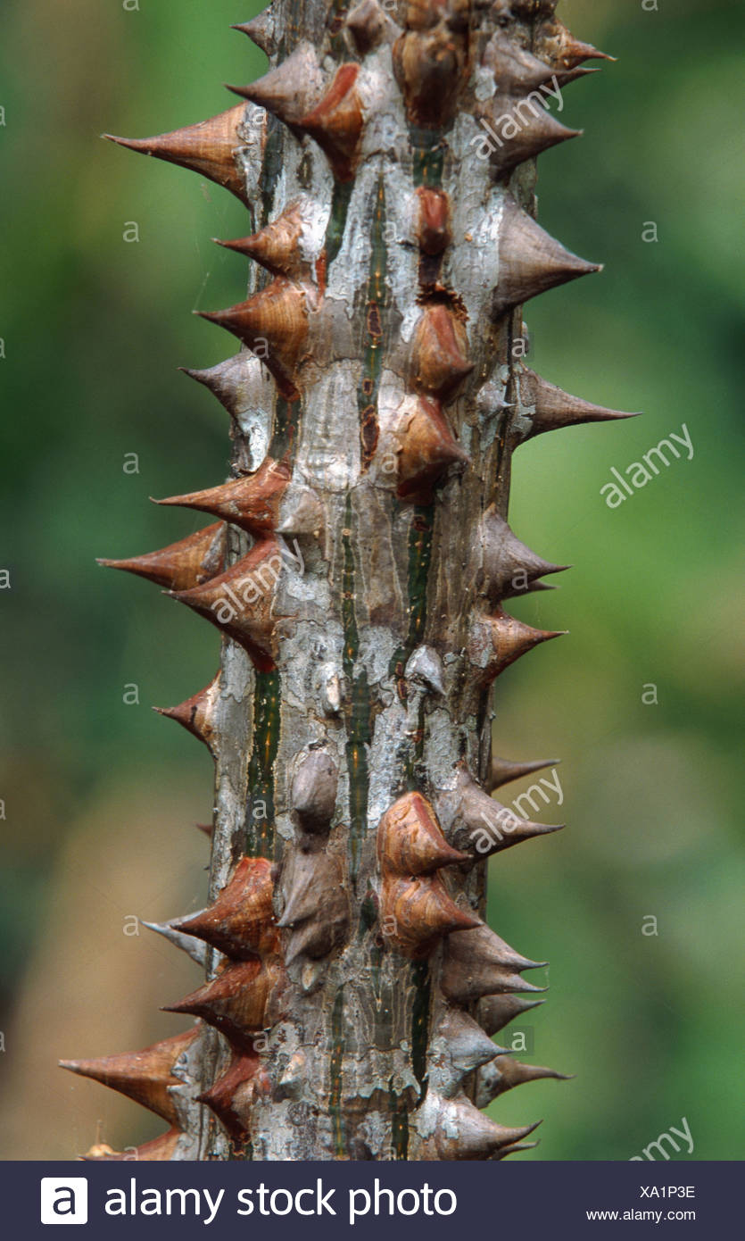 Cotton Tree Bombax Ceiba High Resolution Stock Photography and Images ...