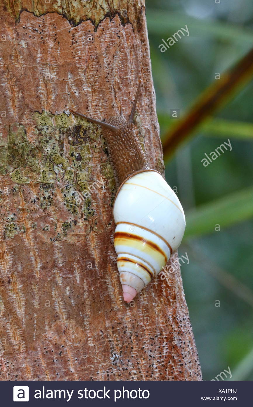 Tree Snail High Resolution Stock Photography and Images - Alamy