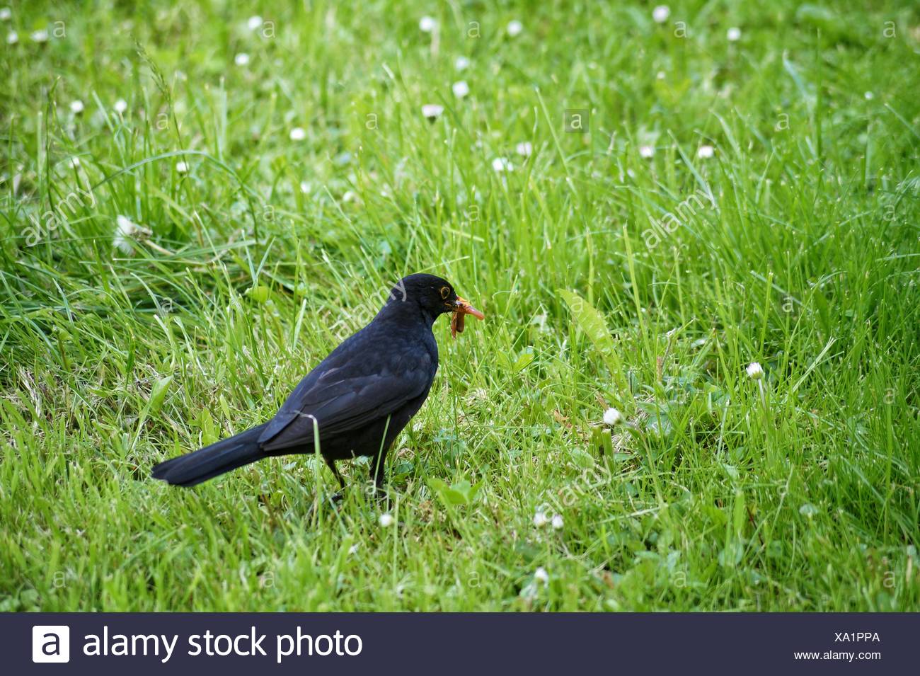 Bird Eating Insect High Resolution Stock Photography and Images - Alamy