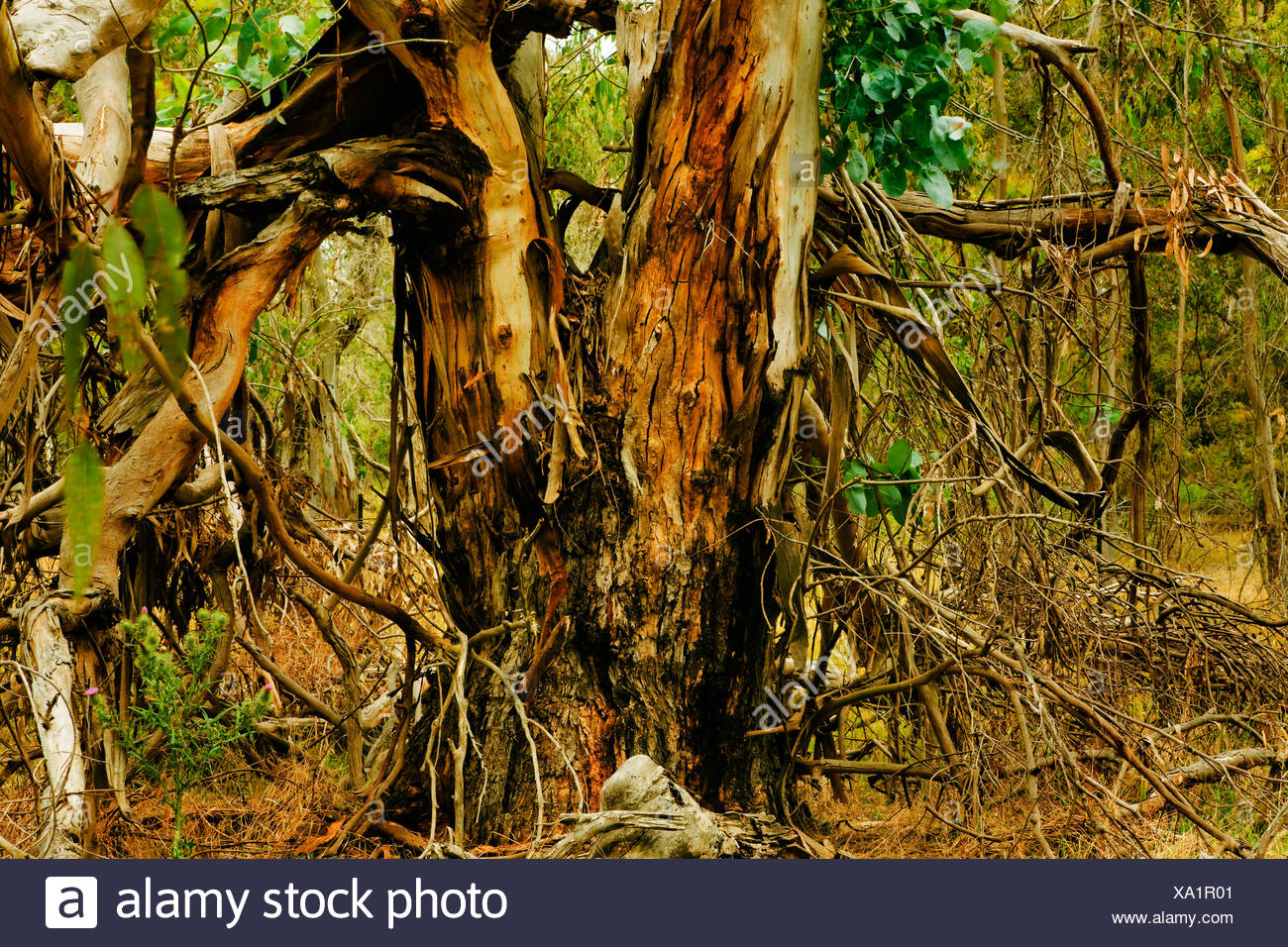 Gnarled Old Tree Stock Photos & Gnarled Old Tree Stock Images - Alamy