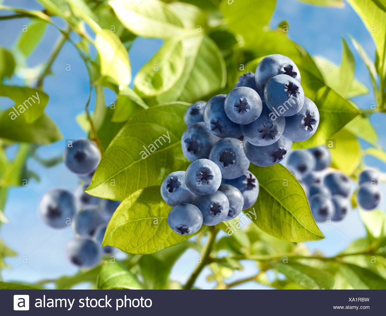 Heidelbeerstrauch Stock Photos & Heidelbeerstrauch Stock Images - Alamy