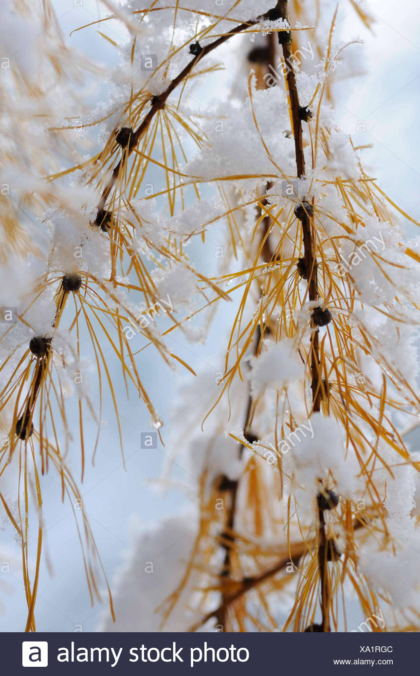 Larix Decidua Branch With Snow High Resolution Stock Photography and ...