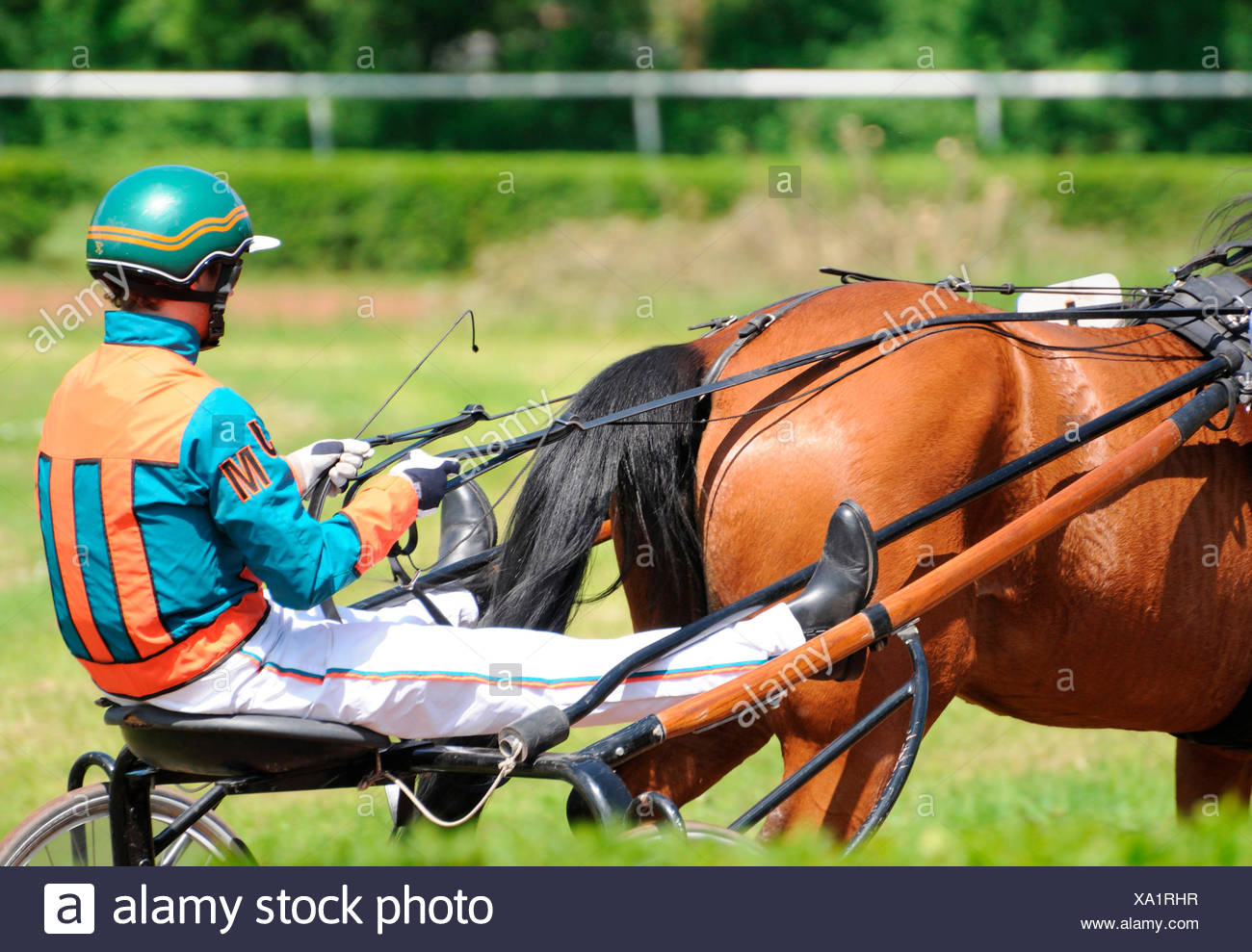 Harness Racing Standardbred Trotter Sulky High Resolution Stock ...