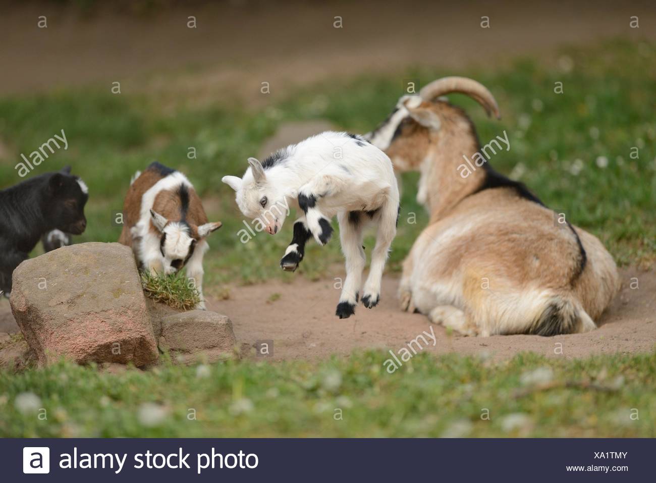 Goat Jumping Stock Photos & Goat Jumping Stock Images - Alamy