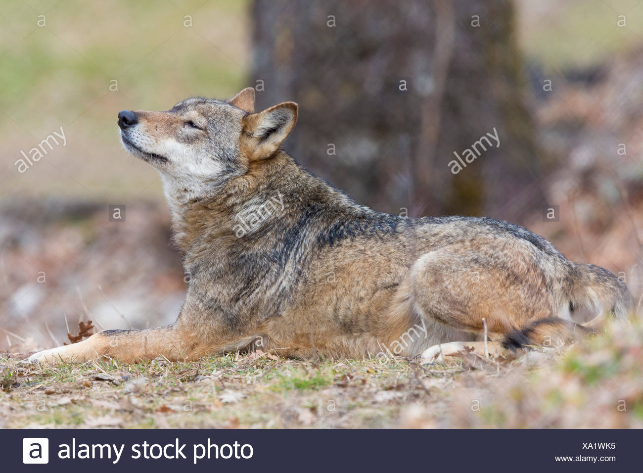 Italian Wolf Canis Lupus Italicus High Resolution Stock Photography and ...