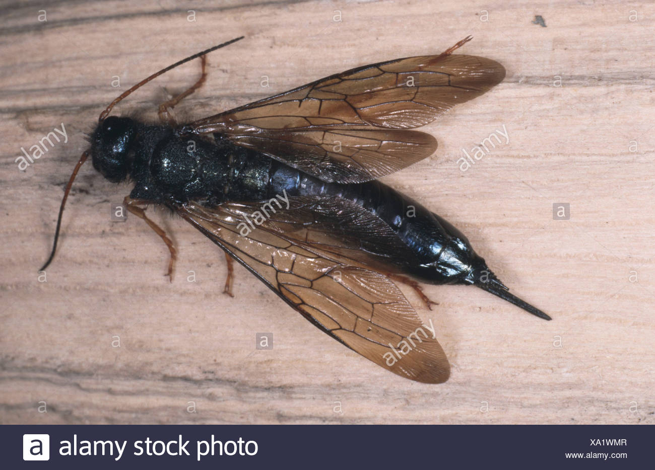 Polished Horntail Sirex Juvencus High Resolution Stock Photography and ...