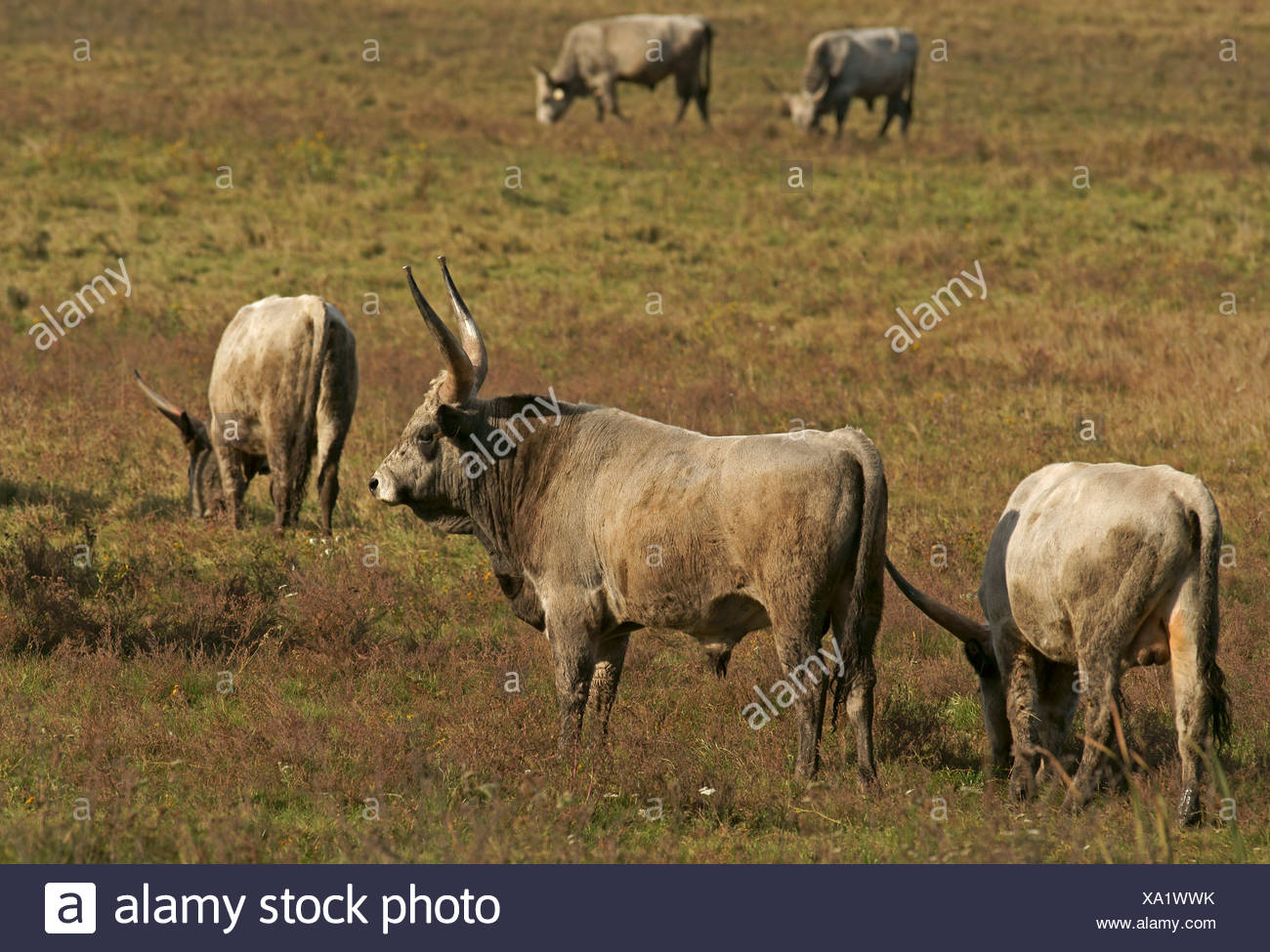 Hungarian Steppe Cattle High Resolution Stock Photography and Images ...