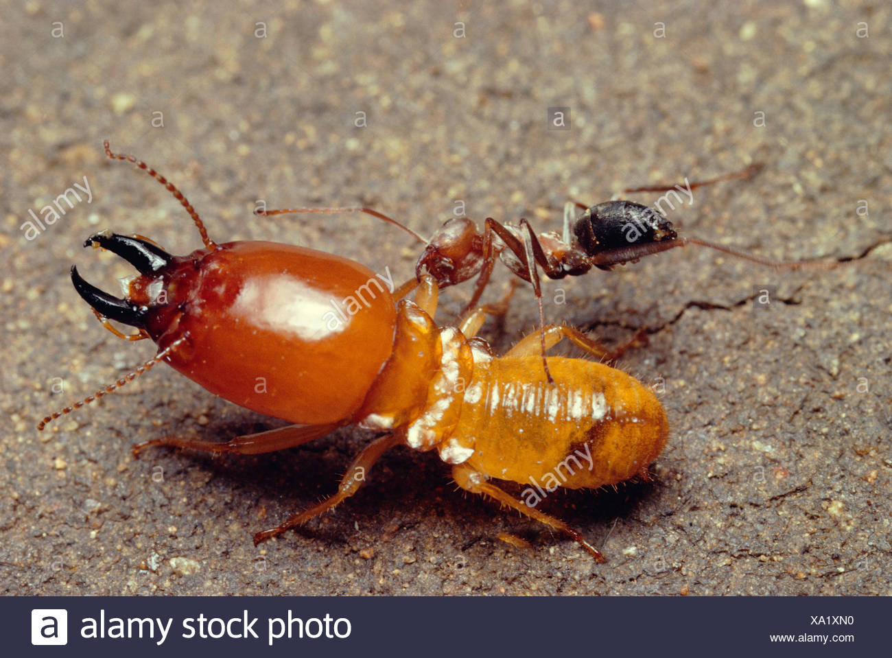 Pugnacious Stock Photos & Pugnacious Stock Images - Alamy