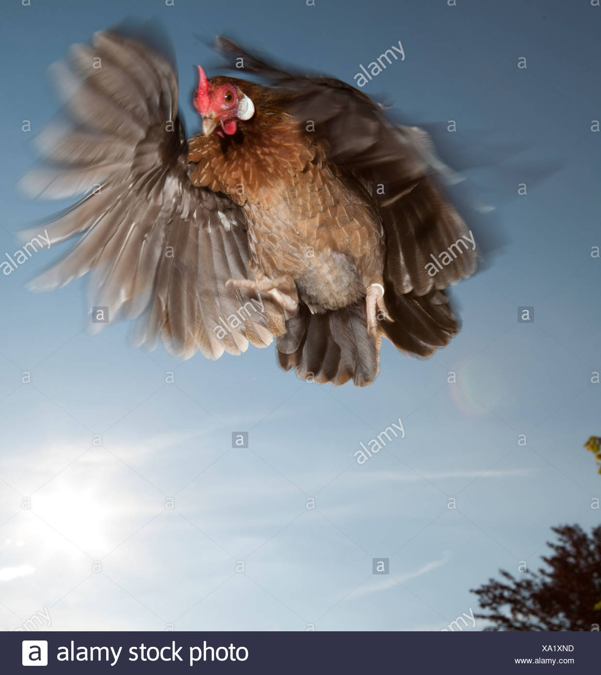 Chicken Flapping Wings High Resolution Stock Photography and Images - Alamy