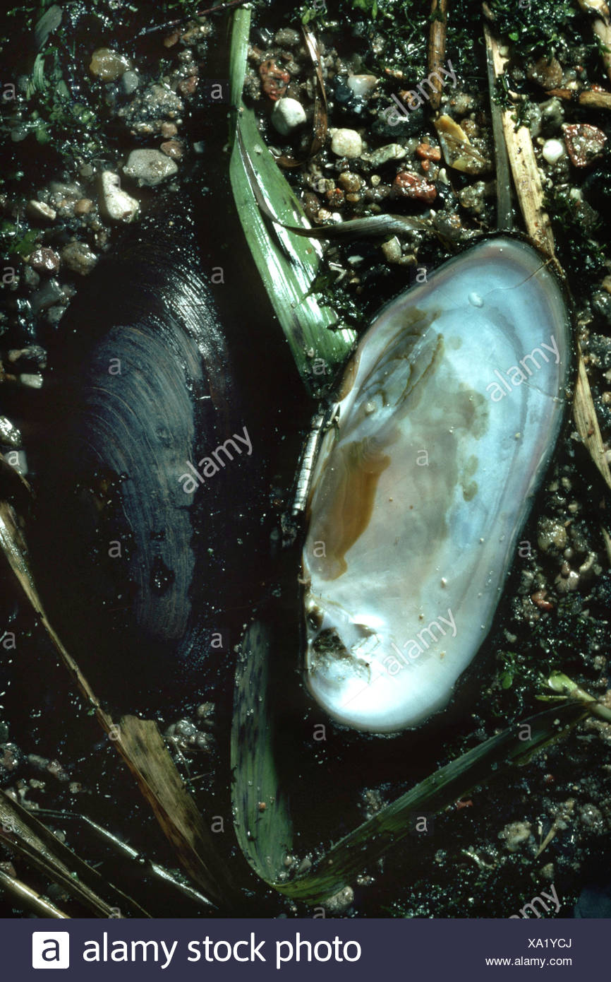 Freshwater Pearl High Resolution Stock Photography and Images - Alamy