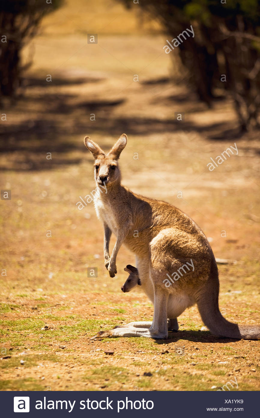 Antilopine Wallaroo Macropus Antilopinus High Resolution Stock ...