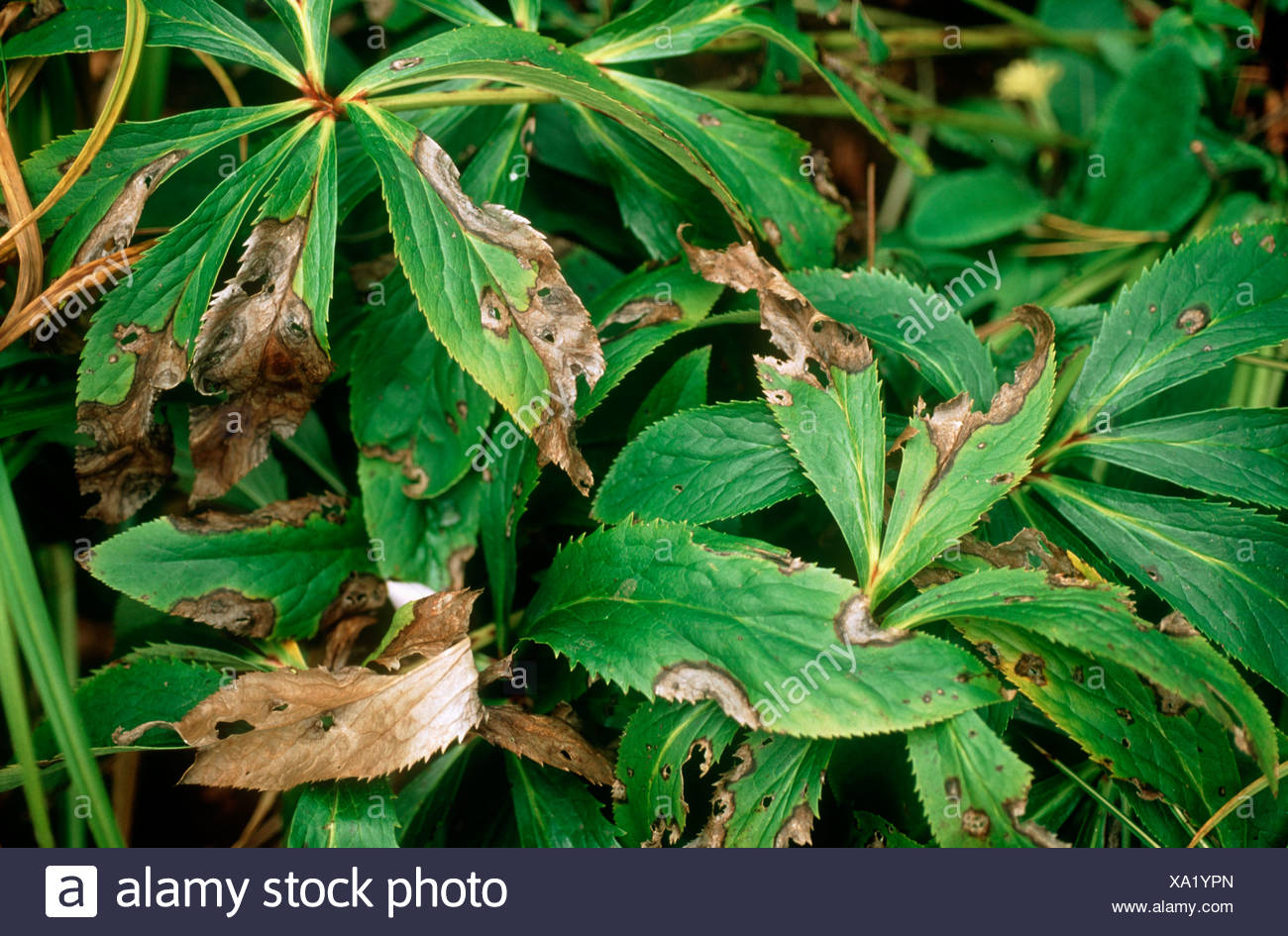 Hellebori High Resolution Stock Photography and Images - Alamy