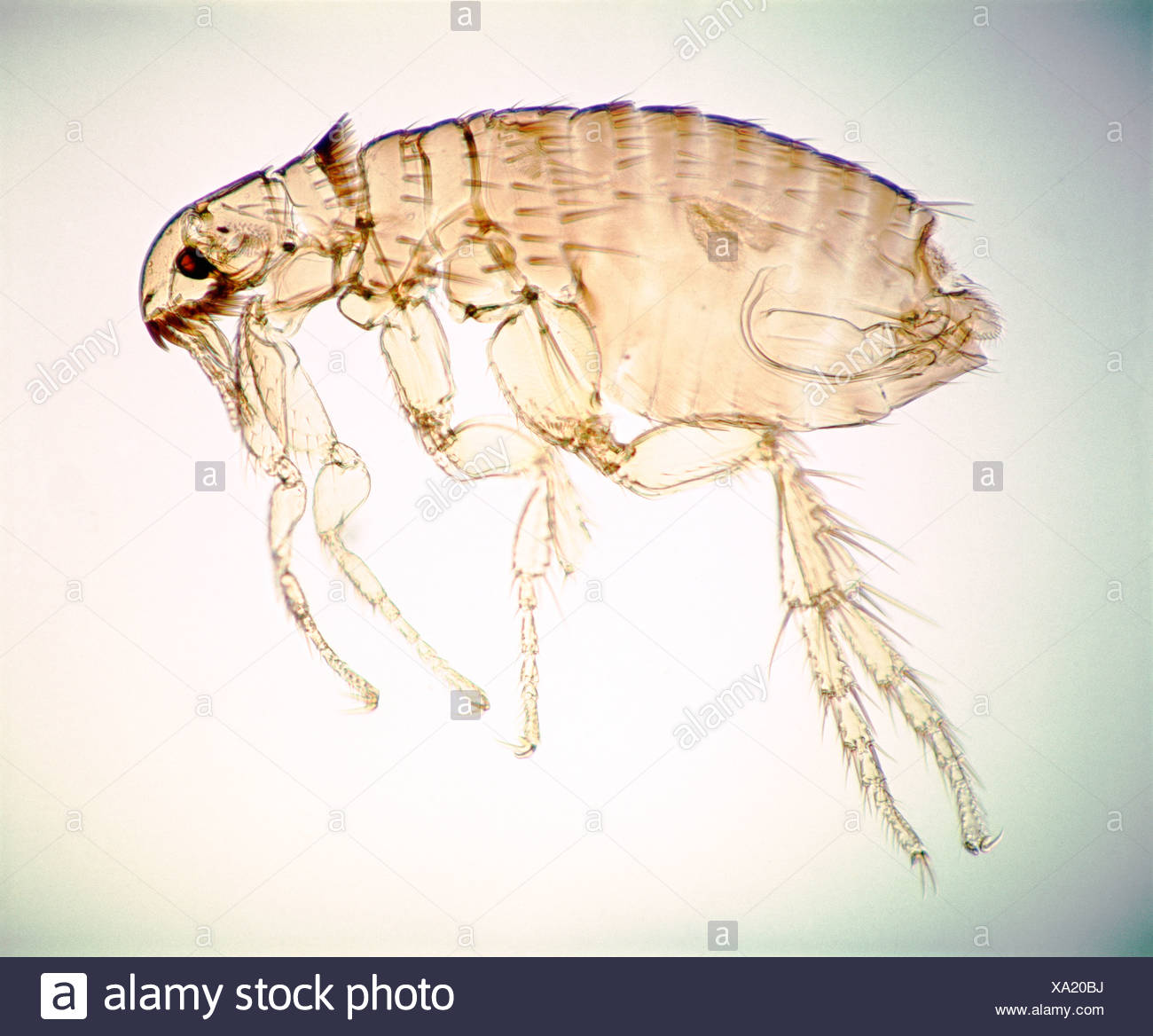 Ctenocephalides Stock Photos & Ctenocephalides Stock Images - Alamy