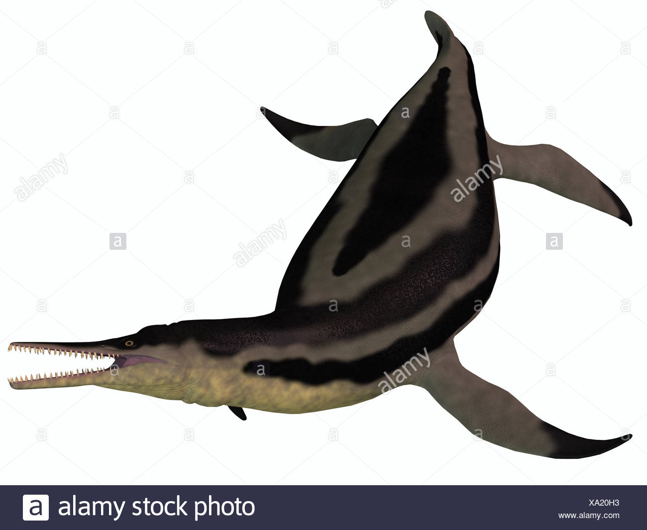 Dolichorhynchops Stock Photos & Dolichorhynchops Stock Images - Alamy