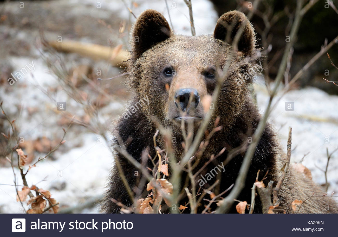 European Brown Bears High Resolution Stock Photography and Images - Alamy