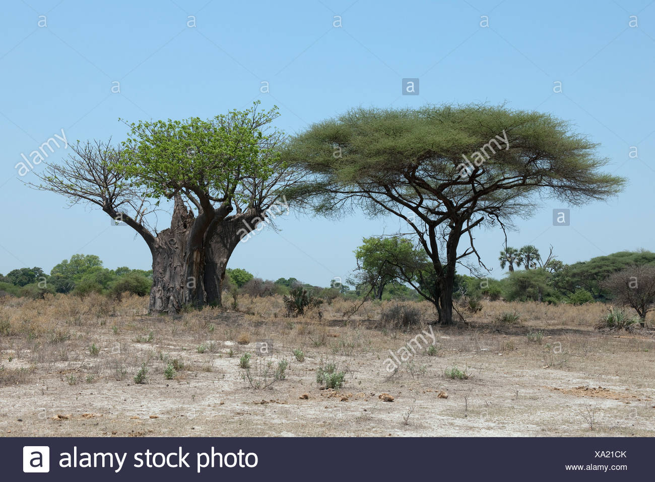 Acacia Baobab Trees Botswana High Resolution Stock Photography and ...