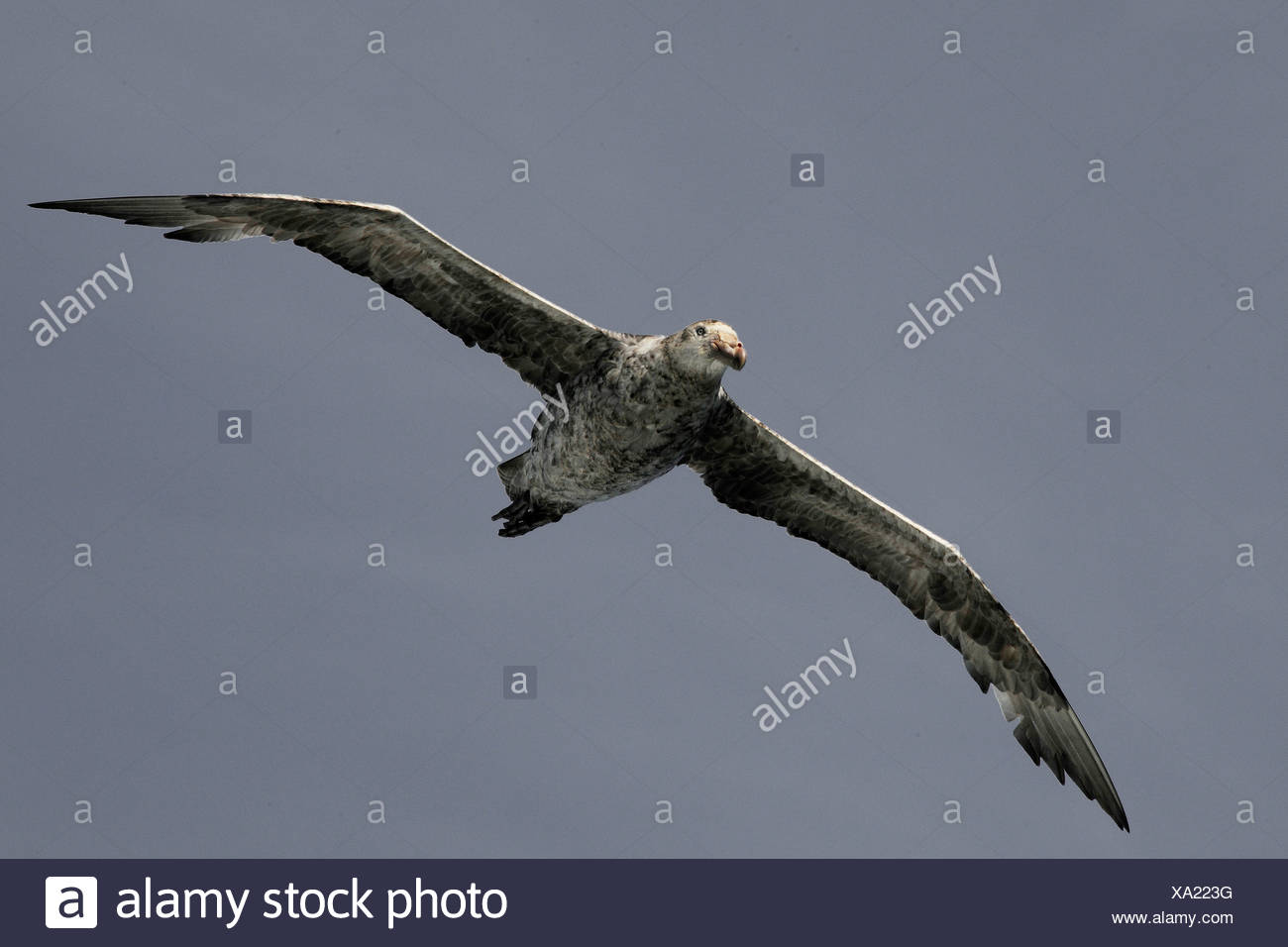 Fulmar Petrel High Resolution Stock Photography and Images - Alamy