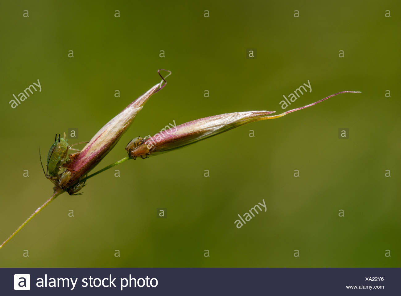 Plant Lice High Resolution Stock Photography and Images - Alamy