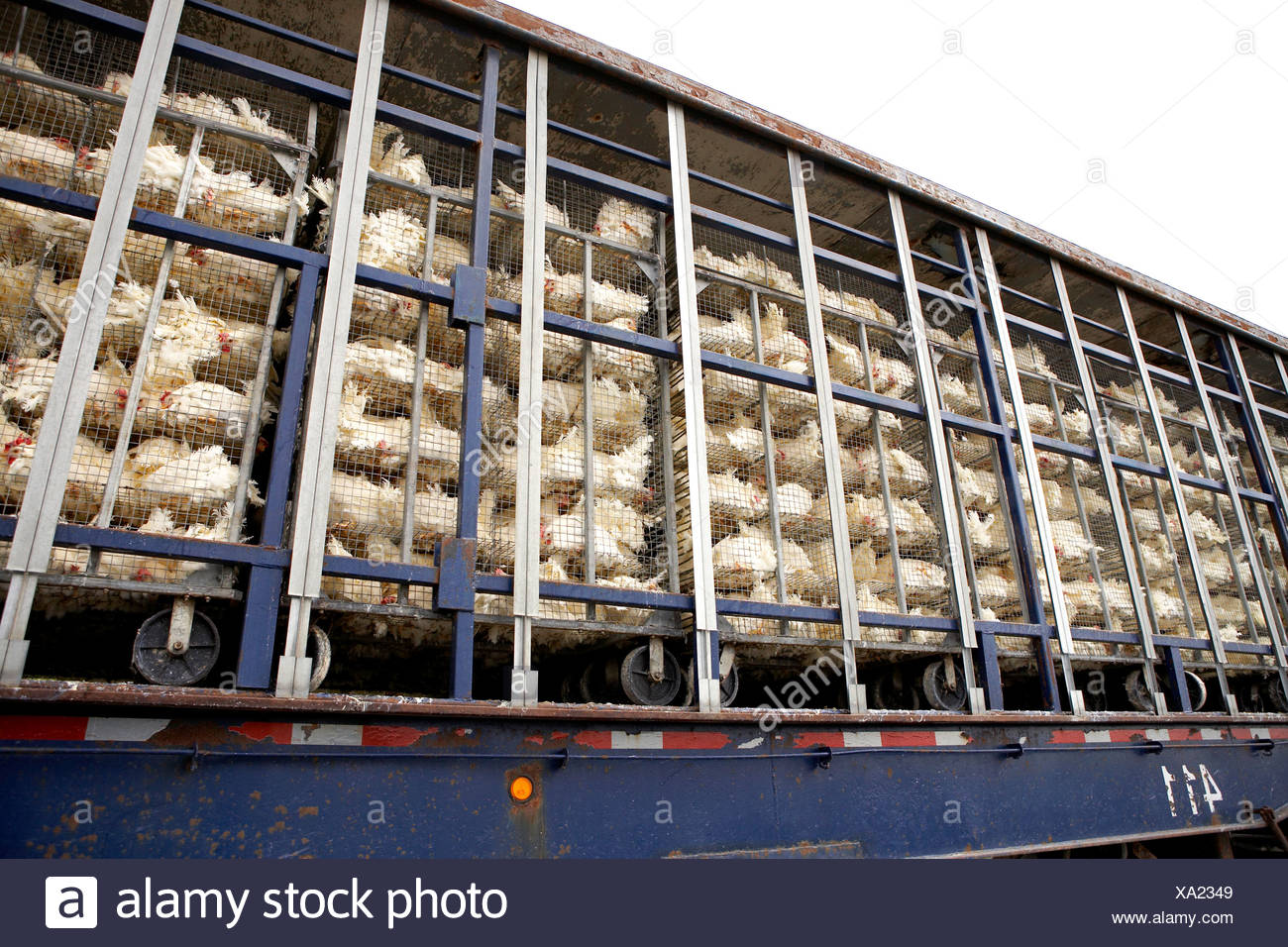 Chicken Poultry Truck High Resolution Stock Photography and Images - Alamy