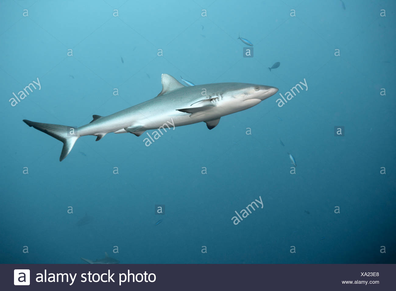 White Tip Reef Shark High Resolution Stock Photography and Images - Alamy