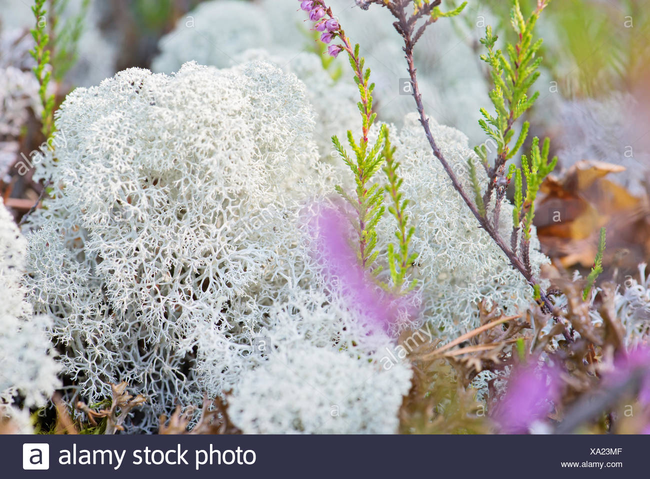 White Reindeer Moss High Resolution Stock Photography and Images - Alamy