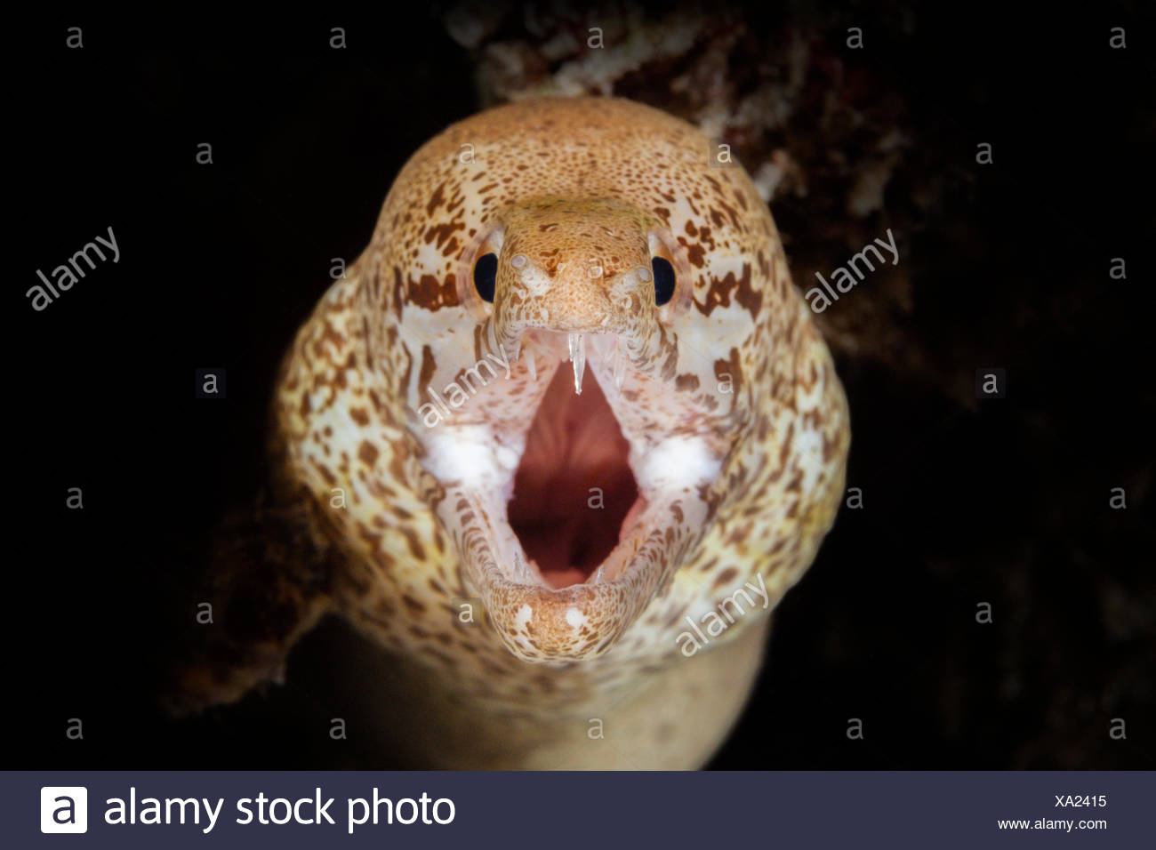 Barred Teeth High Resolution Stock Photography and Images - Alamy