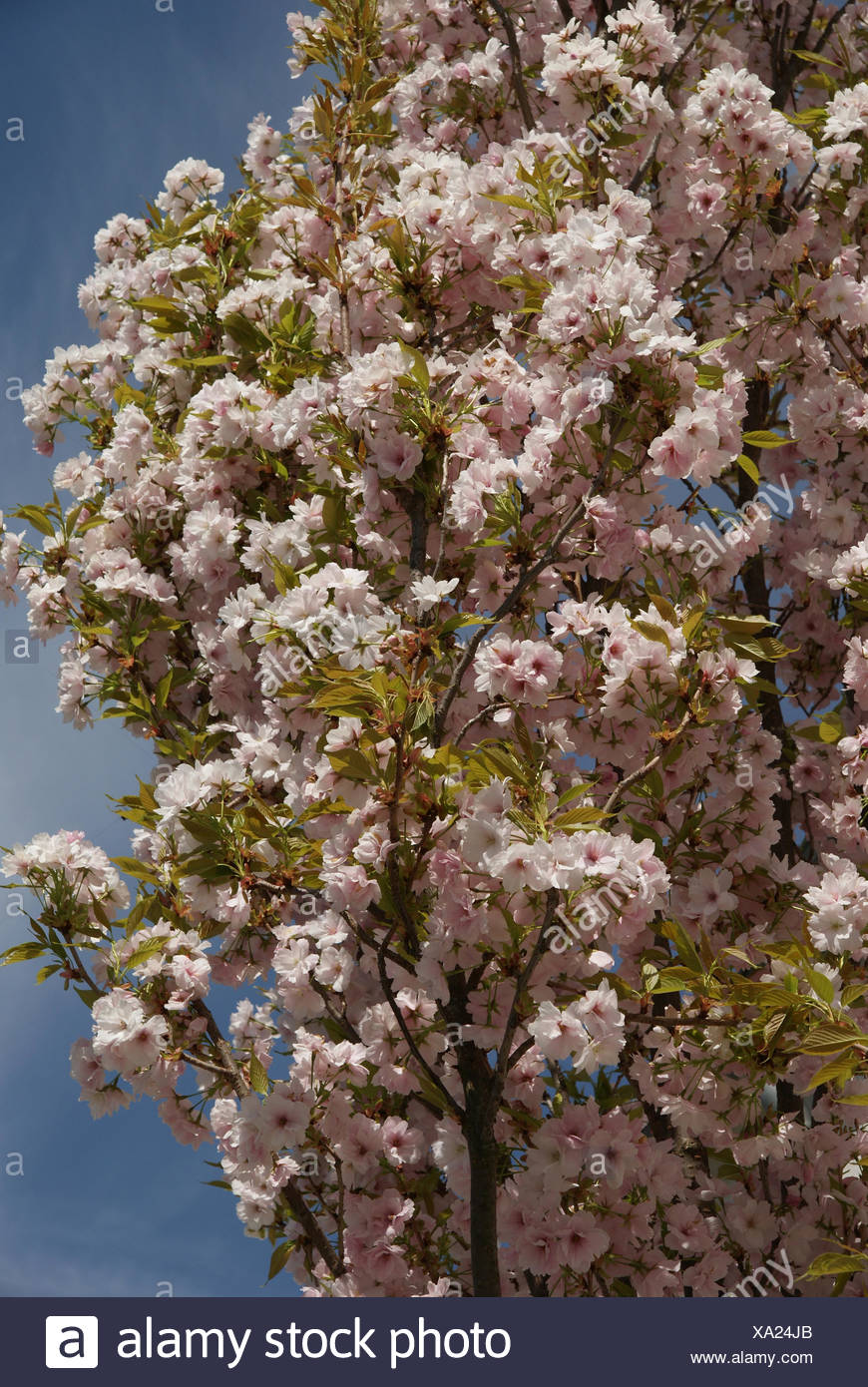Flowering Cherry Tree Prunus Amanogawa High Resolution Stock ...