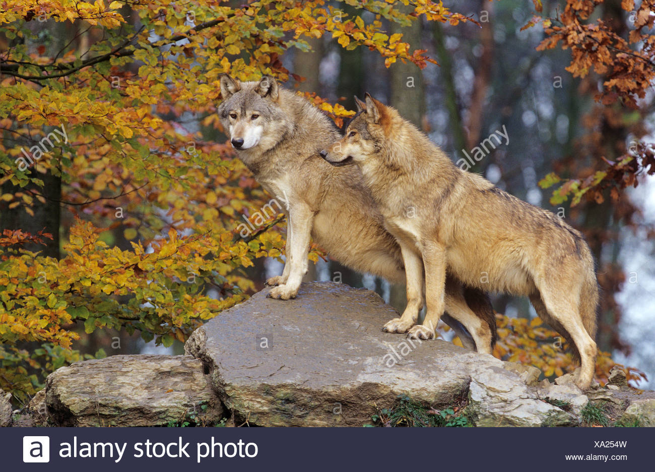 Two Wolves Canis Lupus Standing On Rock High Resolution Stock ...