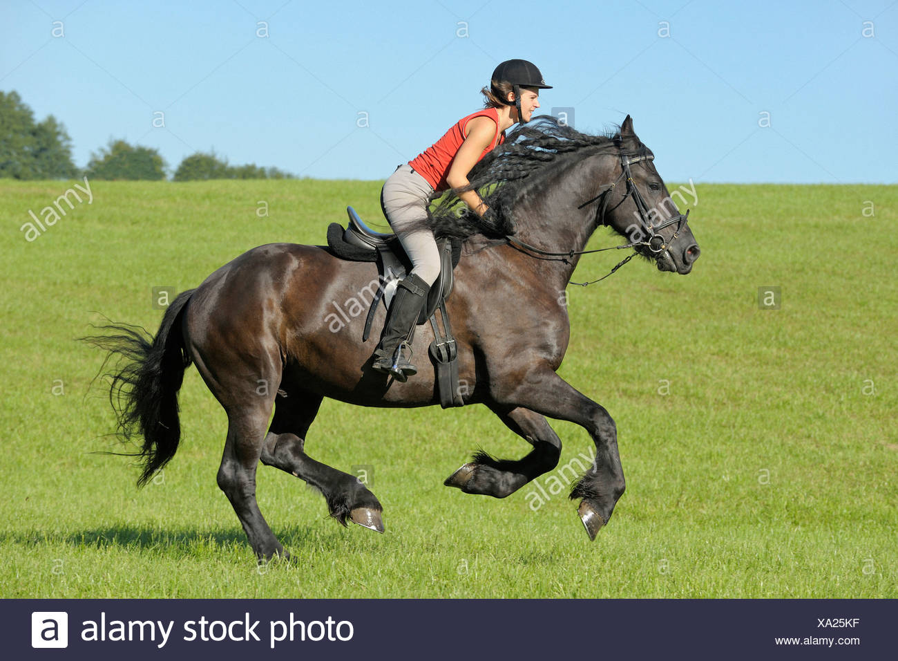 Woman Riding Friesian Horse High Resolution Stock Photography and ...
