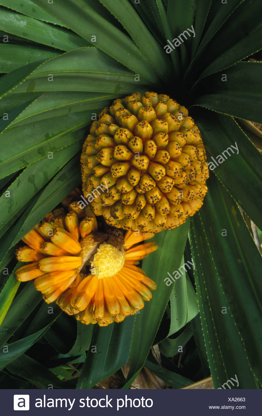 Pandanus Odoratissimus Stock Photos & Pandanus Odoratissimus Stock ...