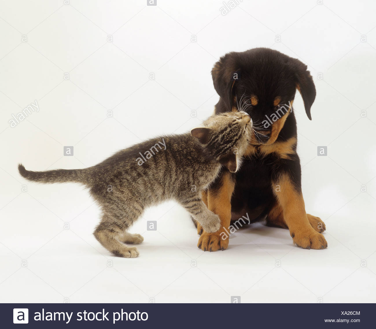 Rottweiler Puppy And Kitten High Resolution Stock Photography and ...
