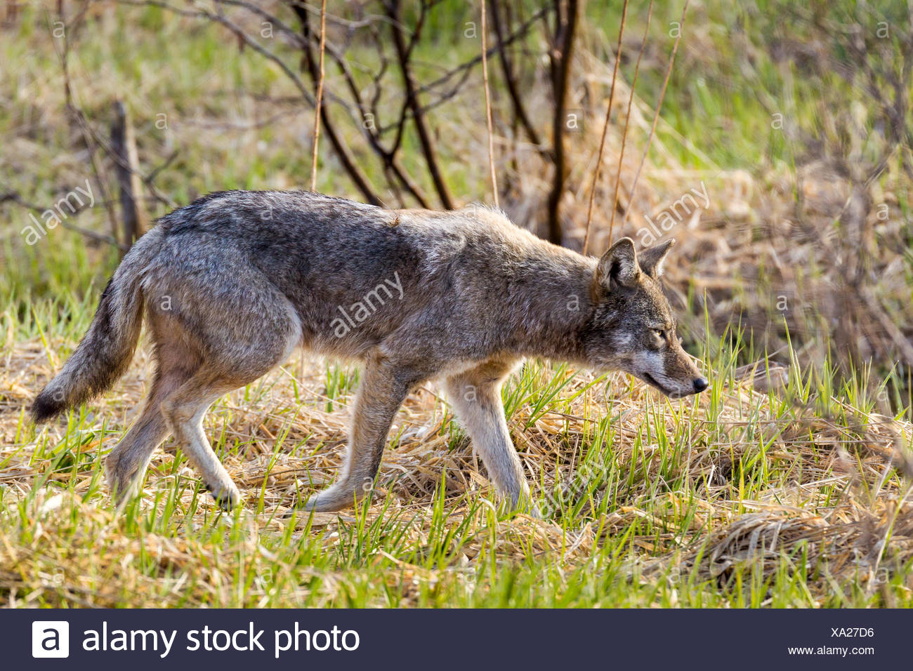 Eastern Coyote Stock Photos & Eastern Coyote Stock Images - Alamy