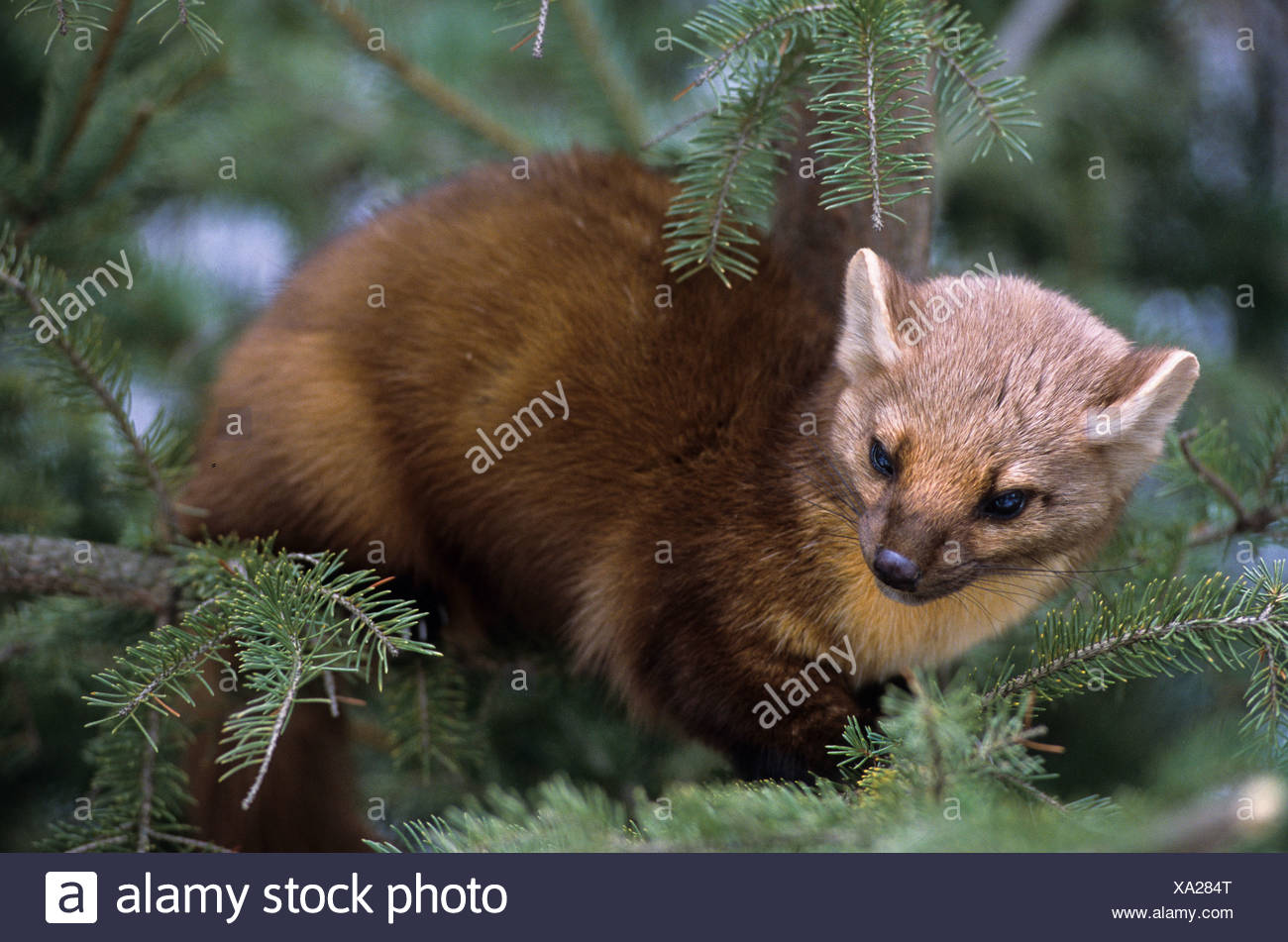 Alaska Tanana Valley Stock Photos & Alaska Tanana Valley Stock Images ...