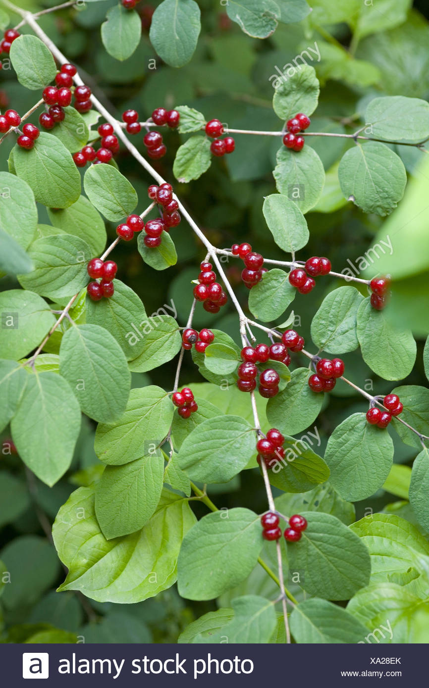 Bush Honeysuckle High Resolution Stock Photography and Images - Alamy