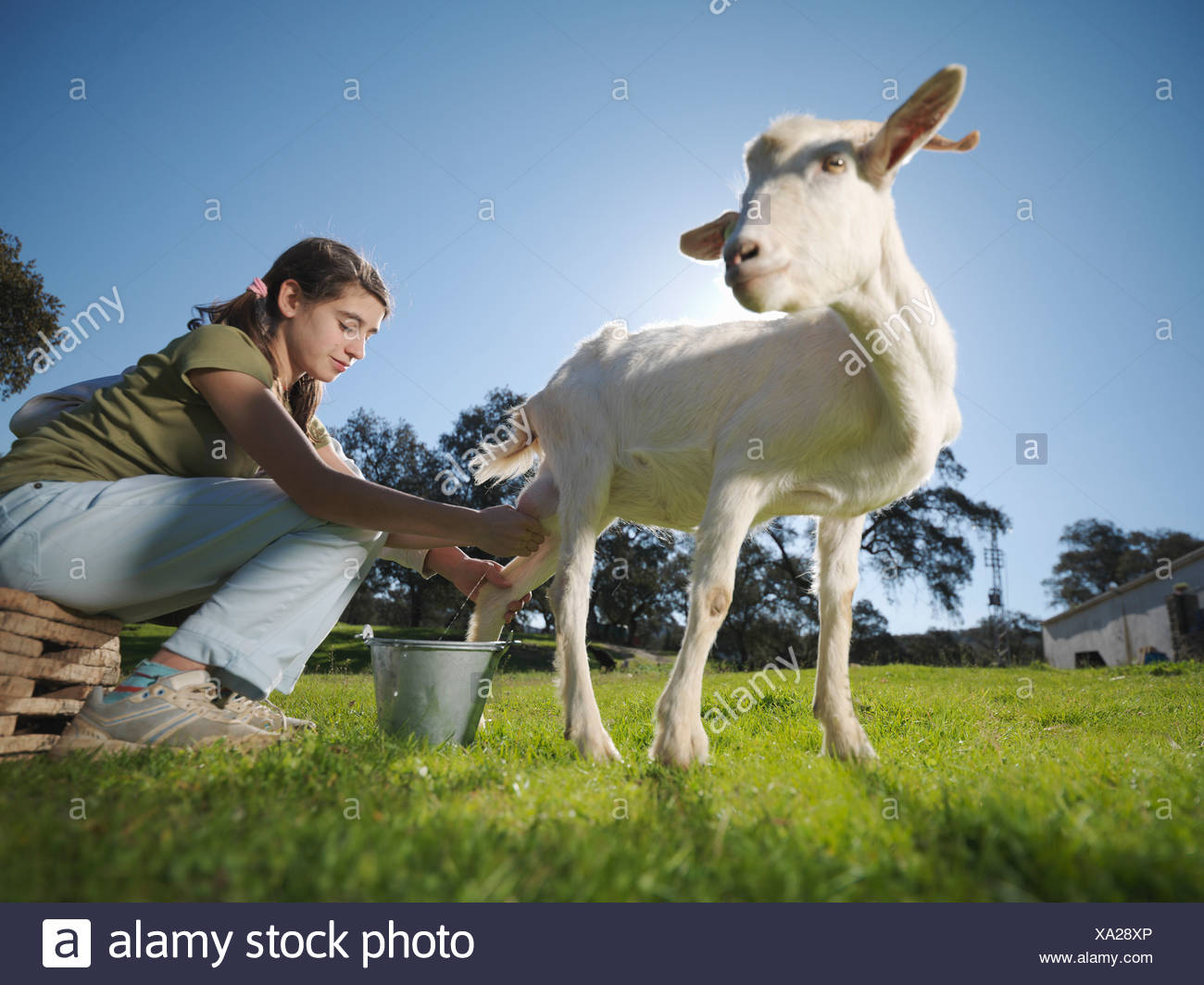 Milking A Goat High Resolution Stock Photography and Images - Alamy