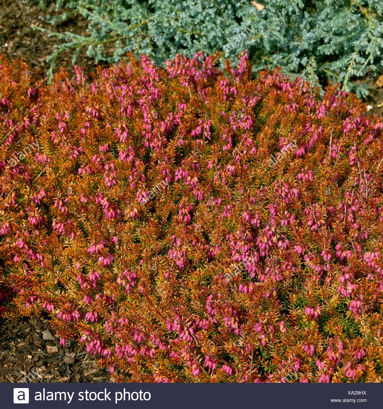 Erica Carnea Stock Photos & Erica Carnea Stock Images - Alamy