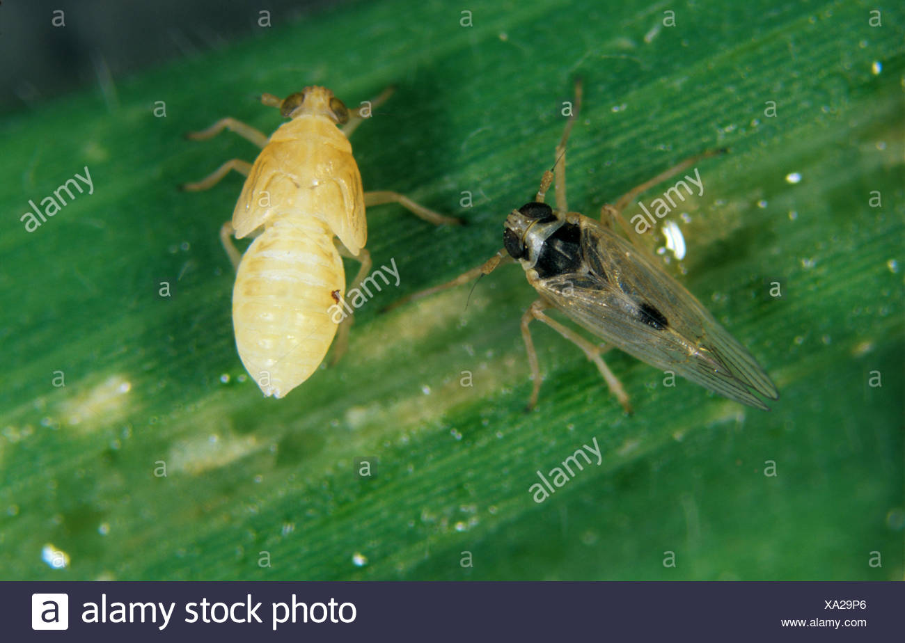 Adult Planthopper High Resolution Stock Photography and Images - Alamy
