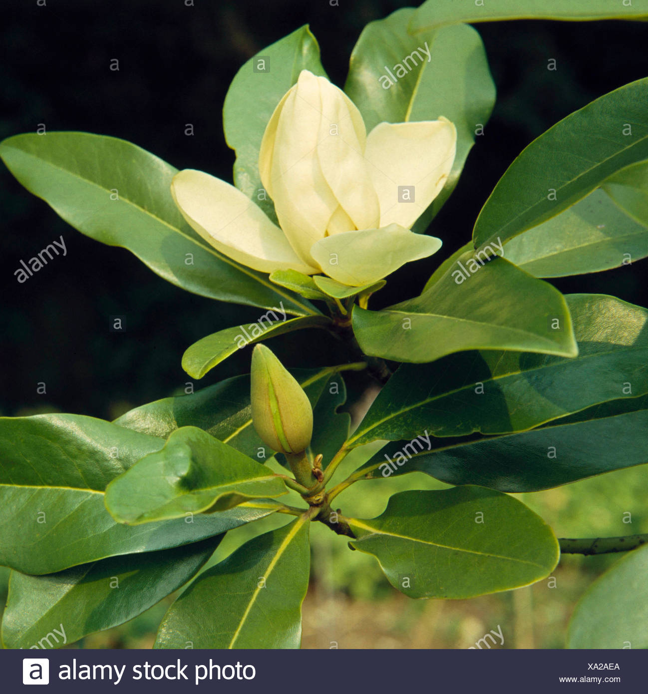 Magnolia Virginiana High Resolution Stock Photography and Images - Alamy