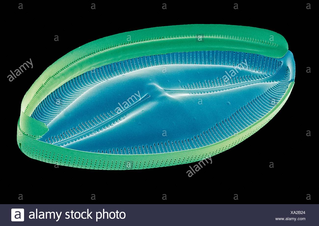 Diatom High Resolution Stock Photography and Images - Alamy