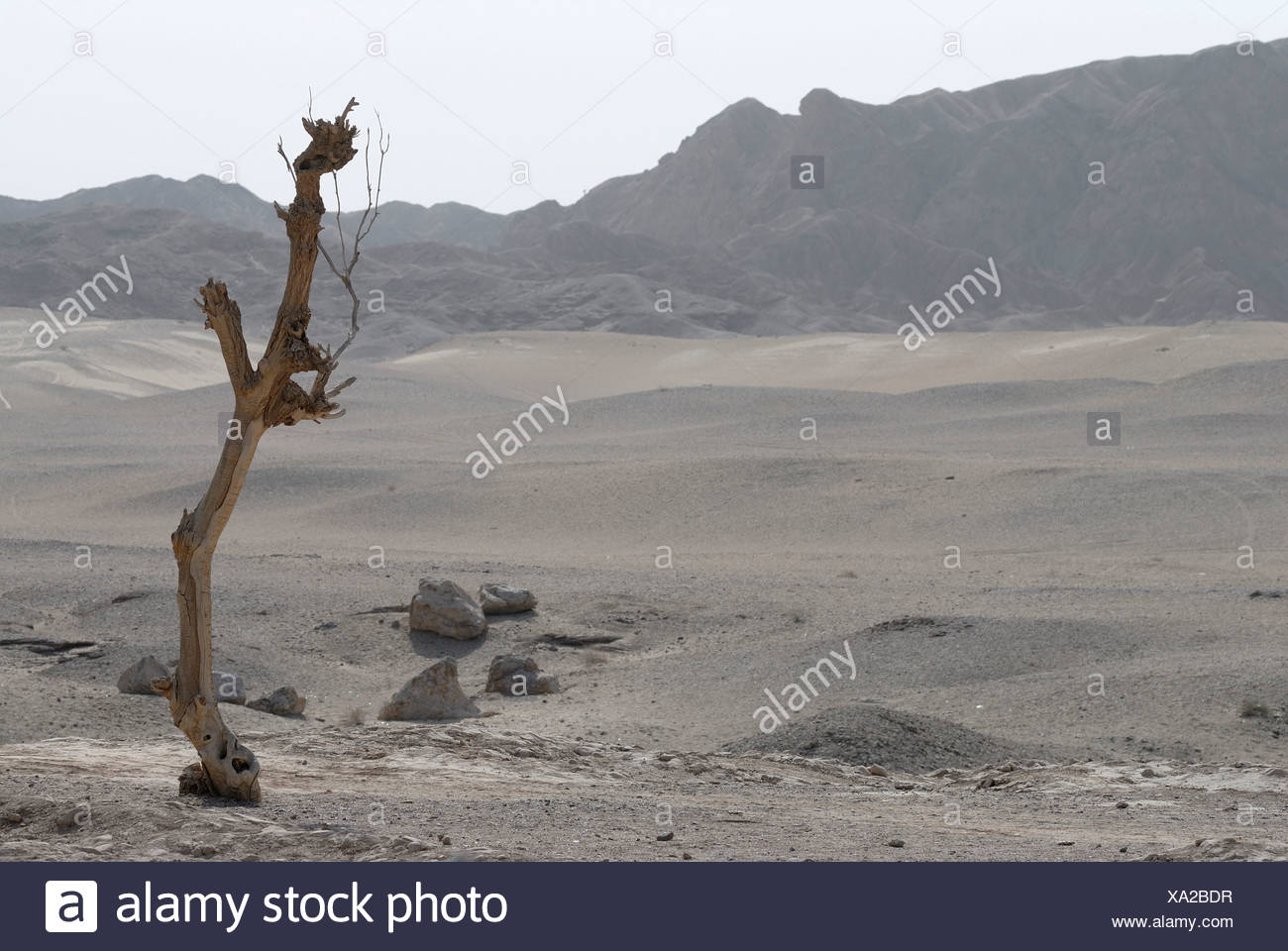 Gobi Desert Tree High Resolution Stock Photography and Images - Alamy