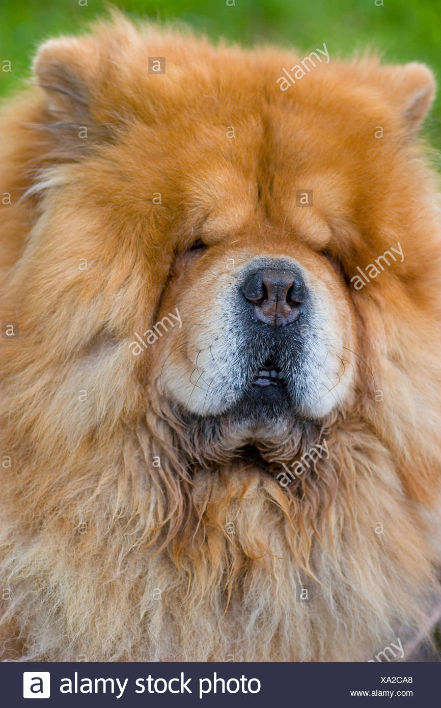 Chow Chow Stock Photos & Chow Chow Stock Images - Alamy