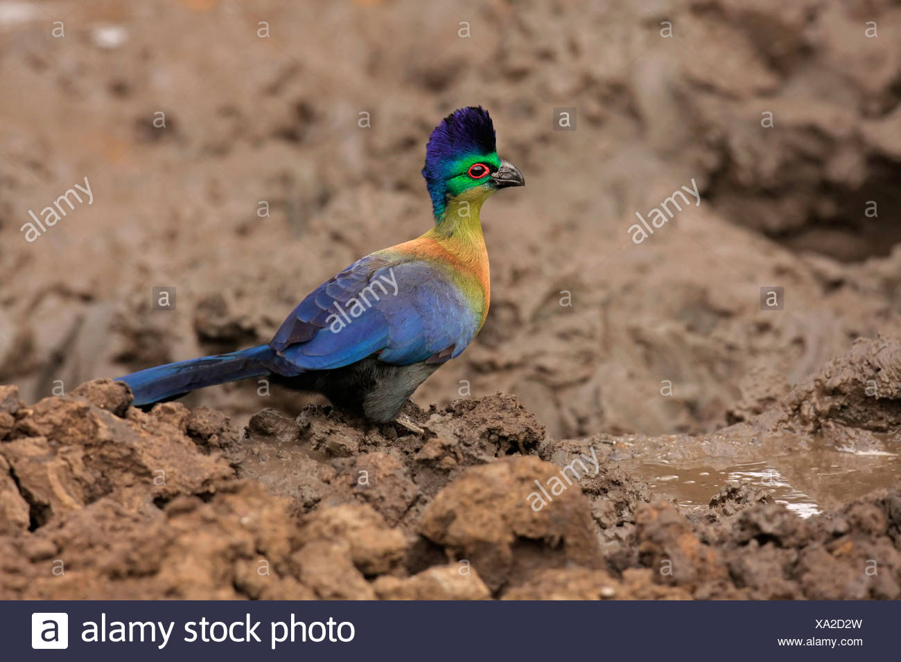 Purple Crested Turacos High Resolution Stock Photography and Images - Alamy