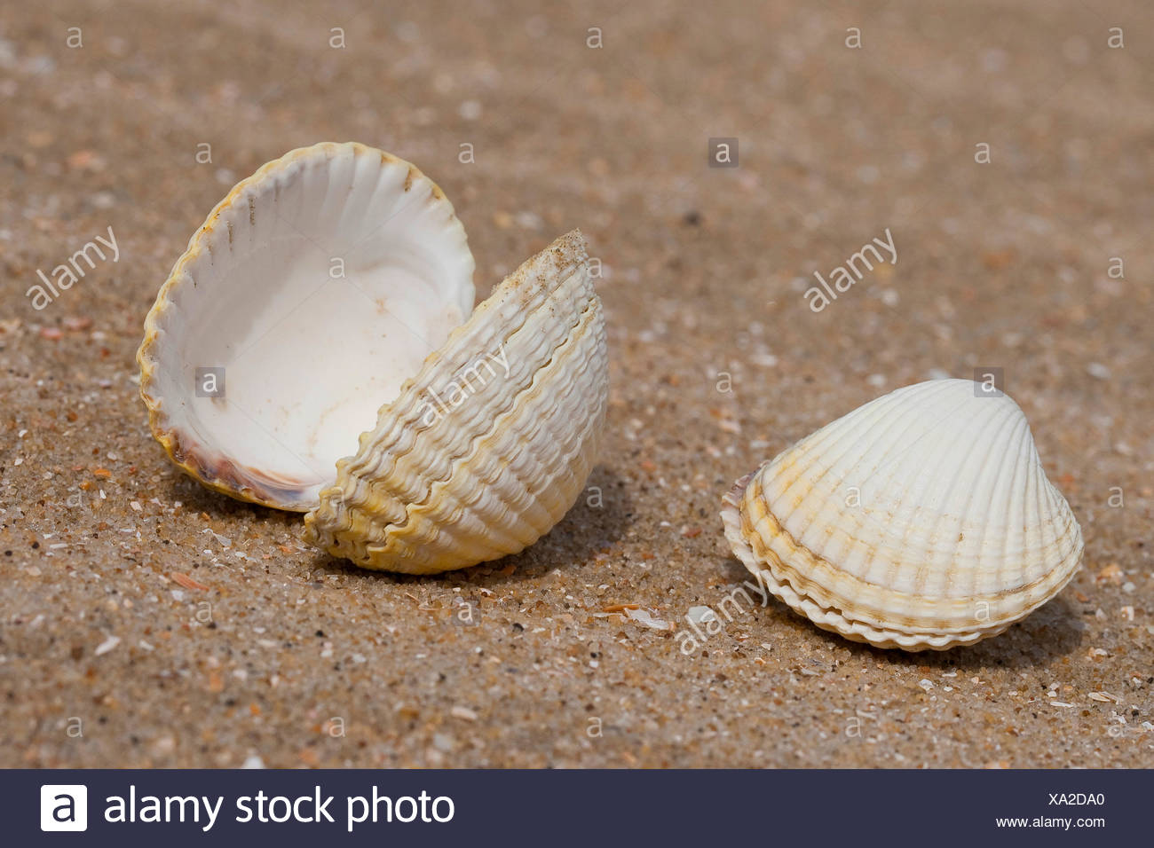Cockle Stock Photos & Cockle Stock Images - Alamy