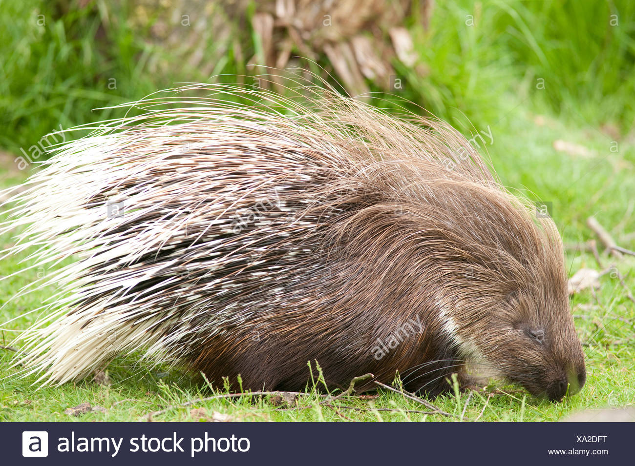 Porcupine Africa High Resolution Stock Photography and Images - Alamy