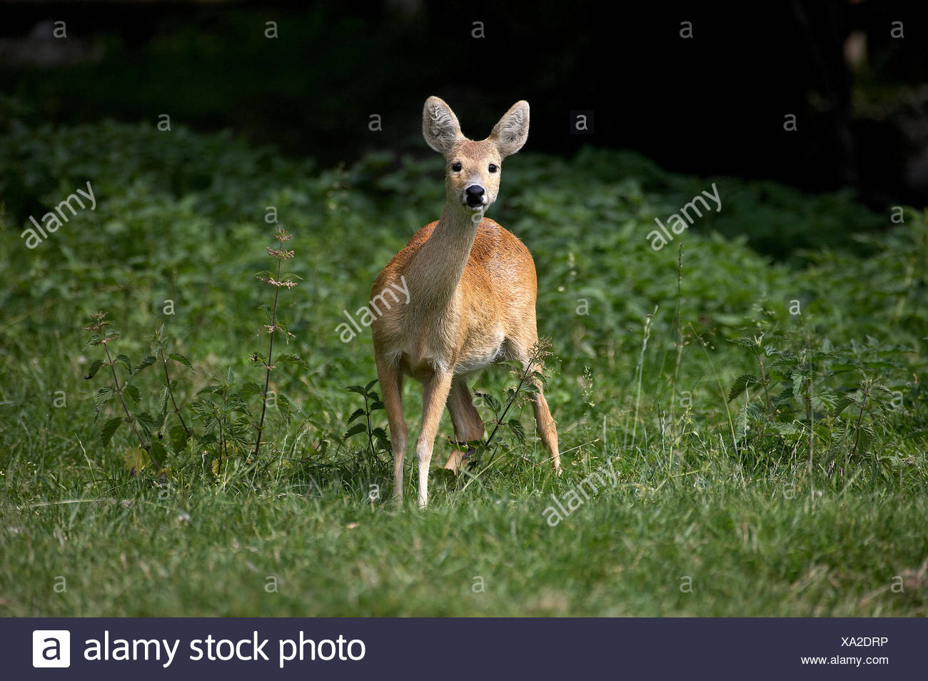 Hydropotes Inermis Inermis High Resolution Stock Photography and Images ...