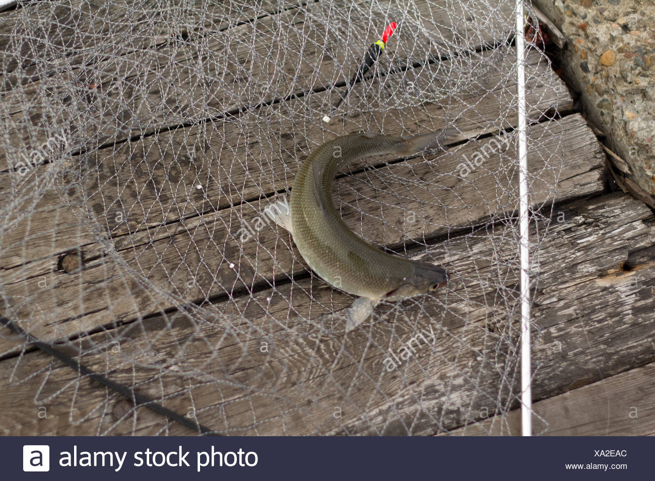 Nelma Stock Photos & Nelma Stock Images - Alamy